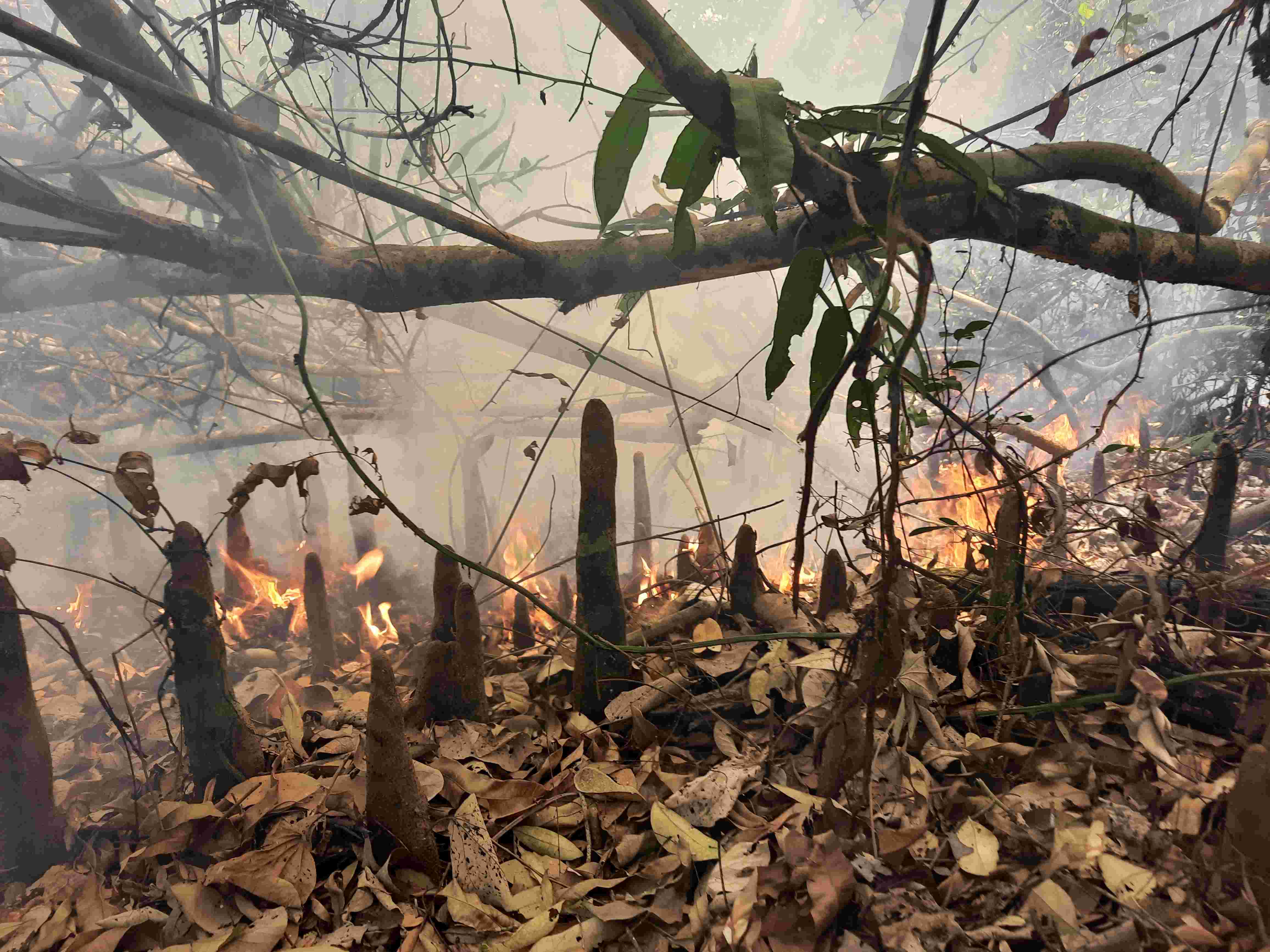 Fire breaks out at Sundarbans