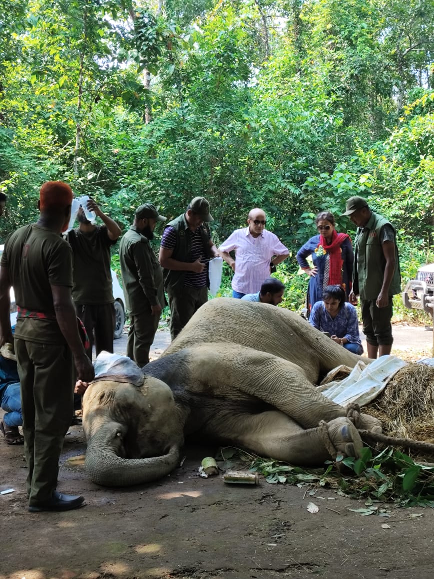 Deadly tracks: How a train line becomes a fatal threat to elephants